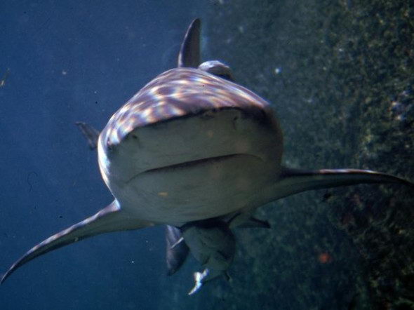 Bull Shark Facts For Kids Bull Shark Habitat Diet
