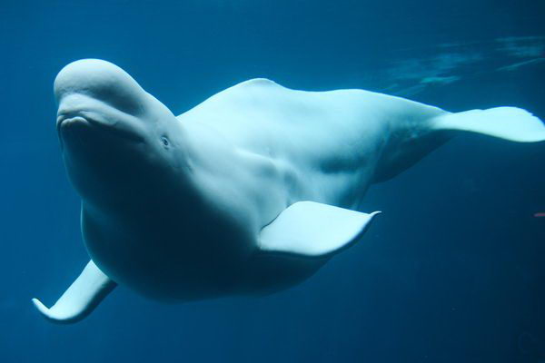 Beluga Whale Facts Beluga Whale Diet Habitat Beluga Whale Facts Beluga Whale Diet Habitat