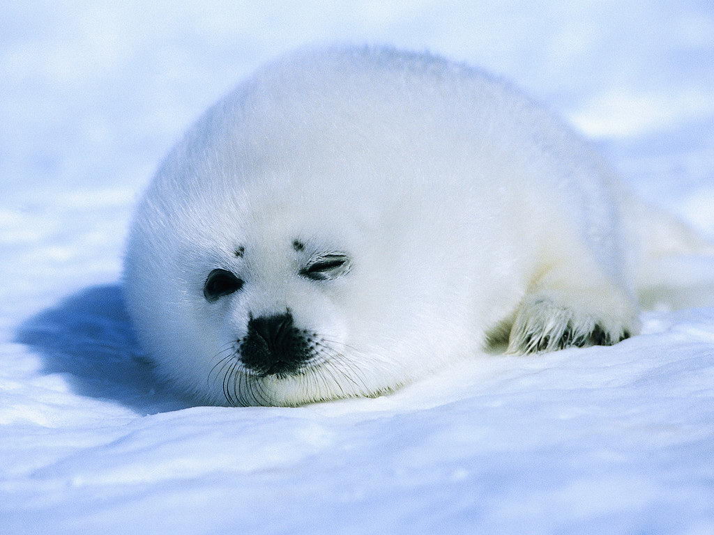 Seal Facts For Kids Seal Diet Habitat