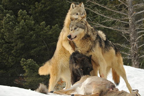 Wolf s Diet Animals Time