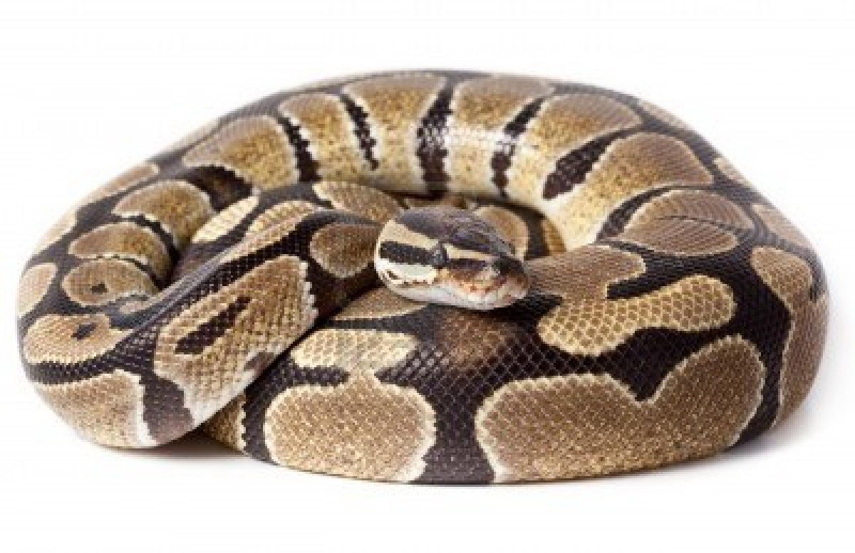 Ball Python Facts Ball Python Facts