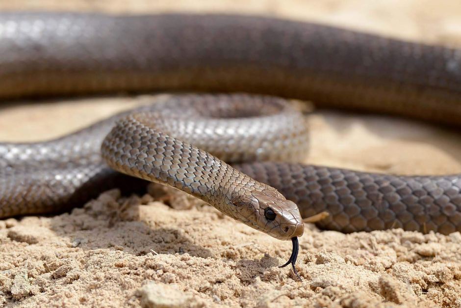 Eastern Brown Snake Facts Animals Time Eastern Brown Snake Facts Animals Time