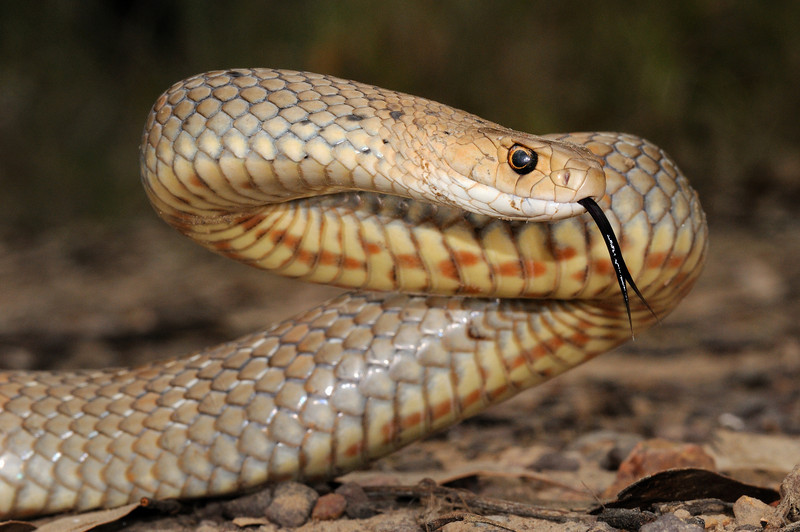 Eastern Brown Snake Facts Anatomy Diet Habitat Venom Animals Time Eastern Brown Snake Facts Anatomy Diet Habitat Venom Animals Time