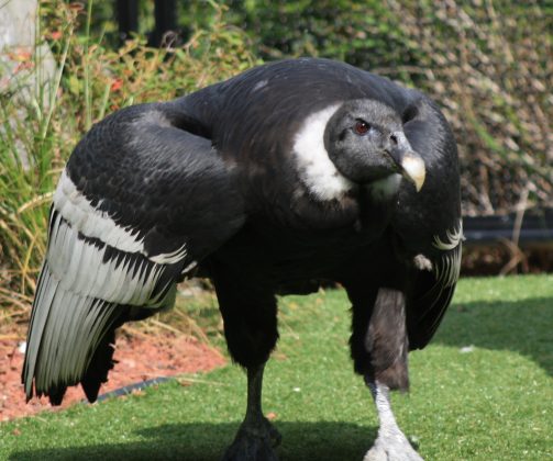 Andean Condor Facts | Anatomy, Diet, Habitat, Behavior - Animals Time Andean Condor Facts | Anatomy, Diet, Habitat, Behavior - Animals Time