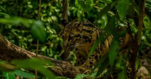 Clouded leopard Facts | Clouded Leopard Habitat & Diet