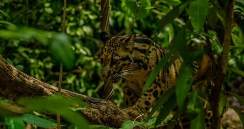 Clouded leopard Facts | Clouded Leopard Habitat & Diet