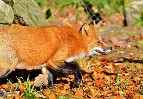 Red Fox Facts For Kids | Red Fox Habitat & Diet