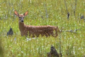 White-tailed Deer Facts | White-tailed Deer Habitat & Diet