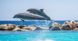 Dolphin Facts For Kids | Dolphin Habitat & Diet