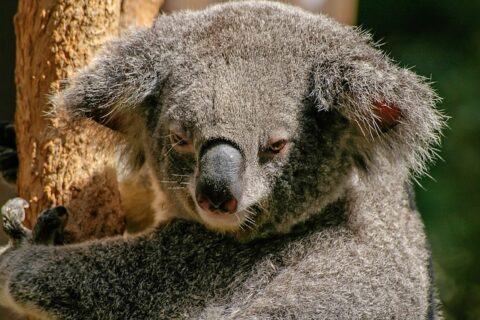 What Do Koalas Eat - Koalas Diet