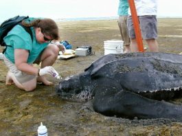 Leatherback Sea Turtle Facts | Leatherback Sea Turtle Habitat & Diet