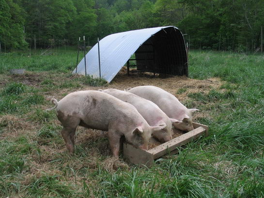 What Do Pigs Eat - Pigs Diet