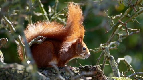 Red Squirrel Facts | Red Squirrel Habitat & Diet