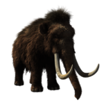 Woolly Mammoth Facts – Woolly Mammoth Habitat and Diet - Woolly Mammoth ...