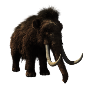 Woolly Mammoth Facts – Woolly Mammoth Habitat and Diet - Woolly Mammoth ...