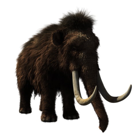 Woolly Mammoth Facts – Woolly Mammoth Habitat and Diet - Woolly Mammoth ...