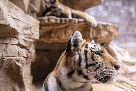 What Do Tigers Eat | Tigers Diet