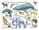 Facts About Mammals | Characteristics of Mammals | Classification of ...