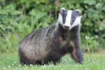 What Do Badgers Eat | What Do Honey Badgers Eat