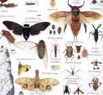 Arthropods Facts | Facts About Insects for Kids | Characteristics of ...