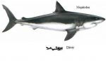 Megalodon Shark Facts | Megalodon Shark Diet & Habitat