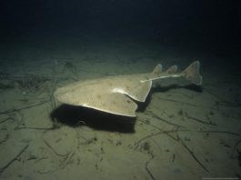 Angel Shark Facts | Angel Shark Diet & Habitat