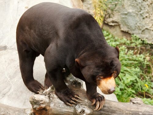 Sun Bear Facts | Sun Bear Habitat & Diet