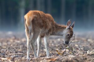 Deer Facts For Kids | Facts about Deer For Kids