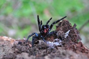 Australian Funnel Web Spider Facts | Sydney Funnel Web Spider Facts