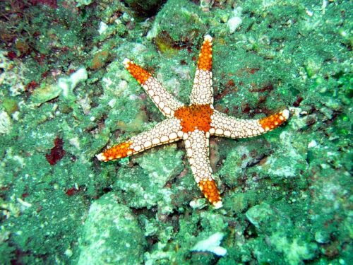 Starfish Facts For Kids | Starfish Diet & Habitat