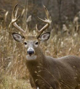 Deer Facts For Kids | Facts about Deer For Kids