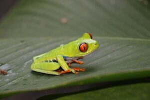 Red Eyed Tree Frog Facts For Kids | Red Eyed Tree Frog Habitat & Diet