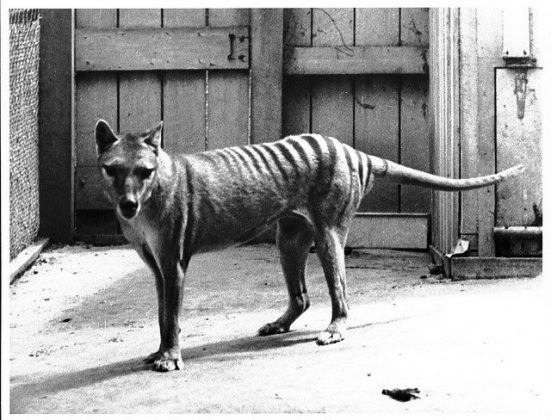 Tasmanian Tiger Facts | Tasmanian Tiger Habitat & Diet
