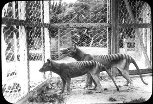 Tasmanian Tiger Facts | Tasmanian Tiger Habitat & Diet