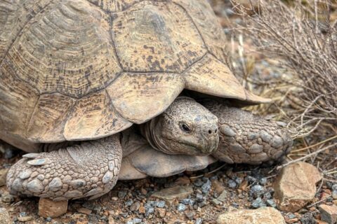 Desert Tortoise Facts | Desert Tortoise Habitat & Diet