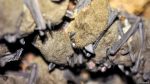 Facts About Bats For Kids | Bats Diet and Habitat