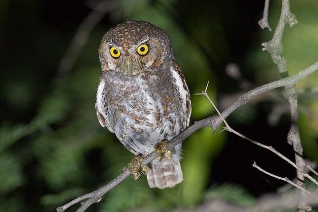 Elf Owl Facts | Elf Owl Diet and Habitat