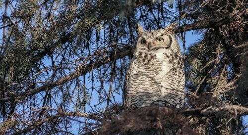 Great Horned Owl Facts For Kids | Great Horned Owl Diet & Habitat