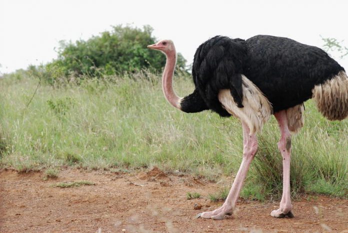 Ostrich Facts For Kids | Ostrich Diet & Habitat