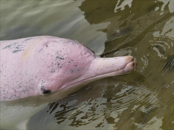 Pink Dolphin Facts For Kids | Pink River Dolphin Facts