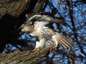 Red tailed Hawk Facts For Kids | Red tailed Hawk Diet & Habitat