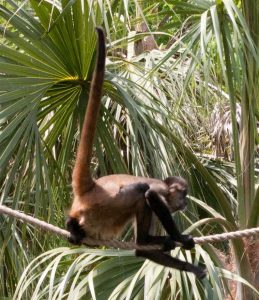 Spider Monkey Facts For Kids | Spider Monkey Diet & Habitat