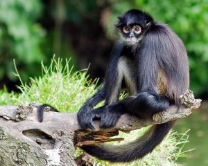 Spider Monkey Facts For Kids | Spider Monkey Diet & Habitat