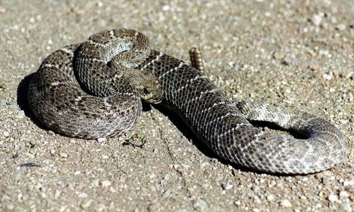 Western Diamondback Rattlesnake Facts | Western Diamondback Rattlesnake ...