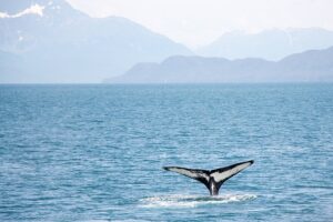 Fin Whale Facts | Fin Whale Diet & Habitat