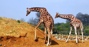 African Animals For Kids | List of 8 African Animals
