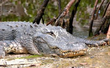 Atlantic Puffin Facts | Anatomy, Diet, Habitat, Behavior - Animals Time