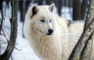 Arctic Wolf Facts | Arctic Wolf Diet & Habitat