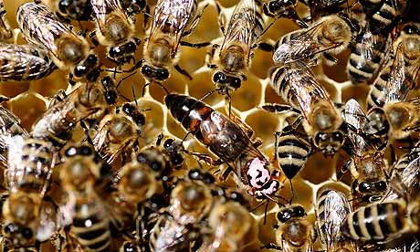 Bee Facts For Kids | Top 20 Facts about Bees For Kids