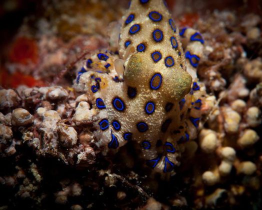 Blue Ringed Octopus Facts | Facts about Blue Ringed Octopuses